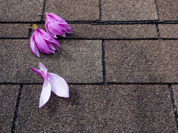 Pink and purple magnolia flowers on asphalt shingles roof – Asphalt ...
